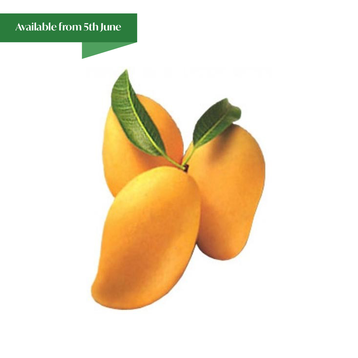 Sindhri - Kachelo Fruit Farms
